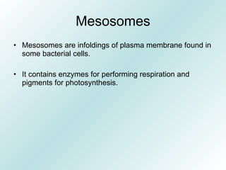 Bacteria | PPT