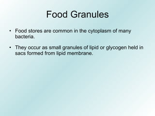 Bacteria | PPT