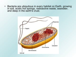 Bacteria | PPT