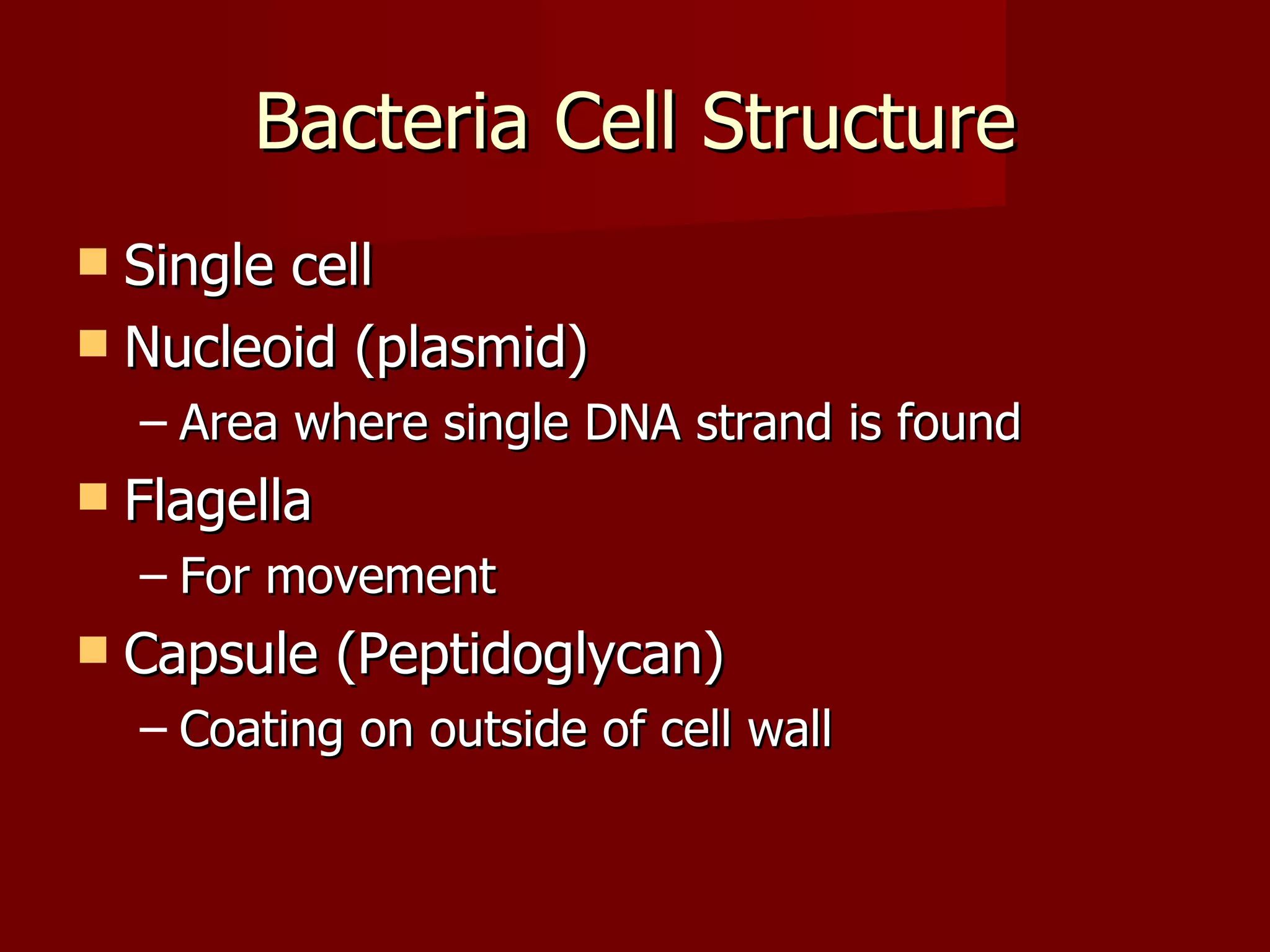 Bacteria | PPT