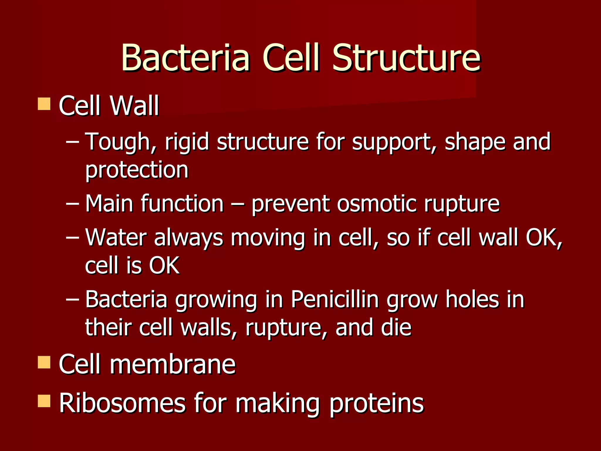 Bacteria | PPT