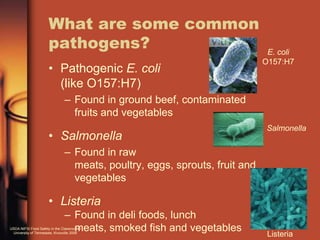 Bacteria | PPT