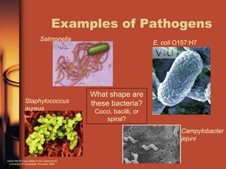 Bacteria | PPT