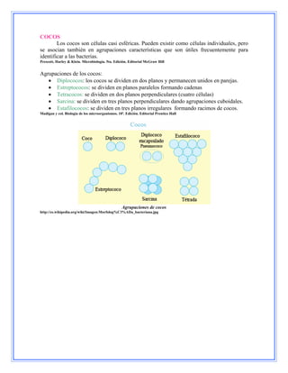 Bacteria | PDF