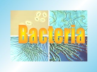 Bacteria | PPT