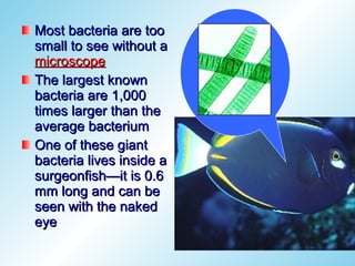 Bacteria | PPT