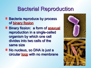 Bacteria | PPT