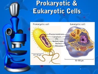 Bacteria | PPT