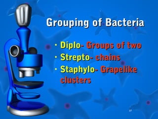 Bacteria | PPT