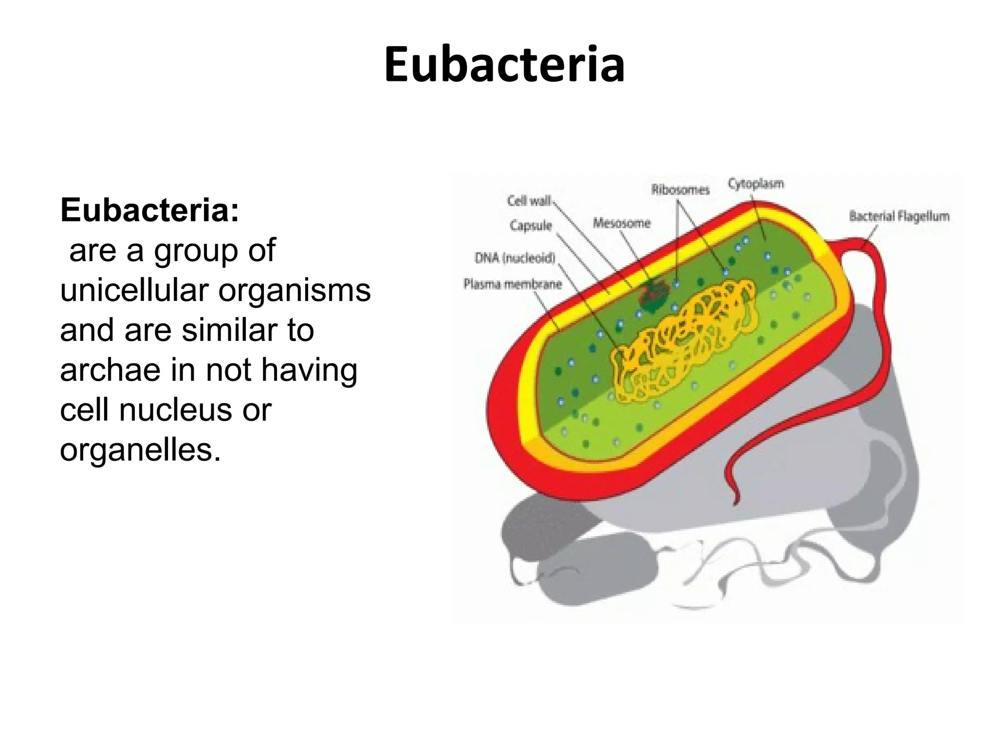 Bacteria | PPT