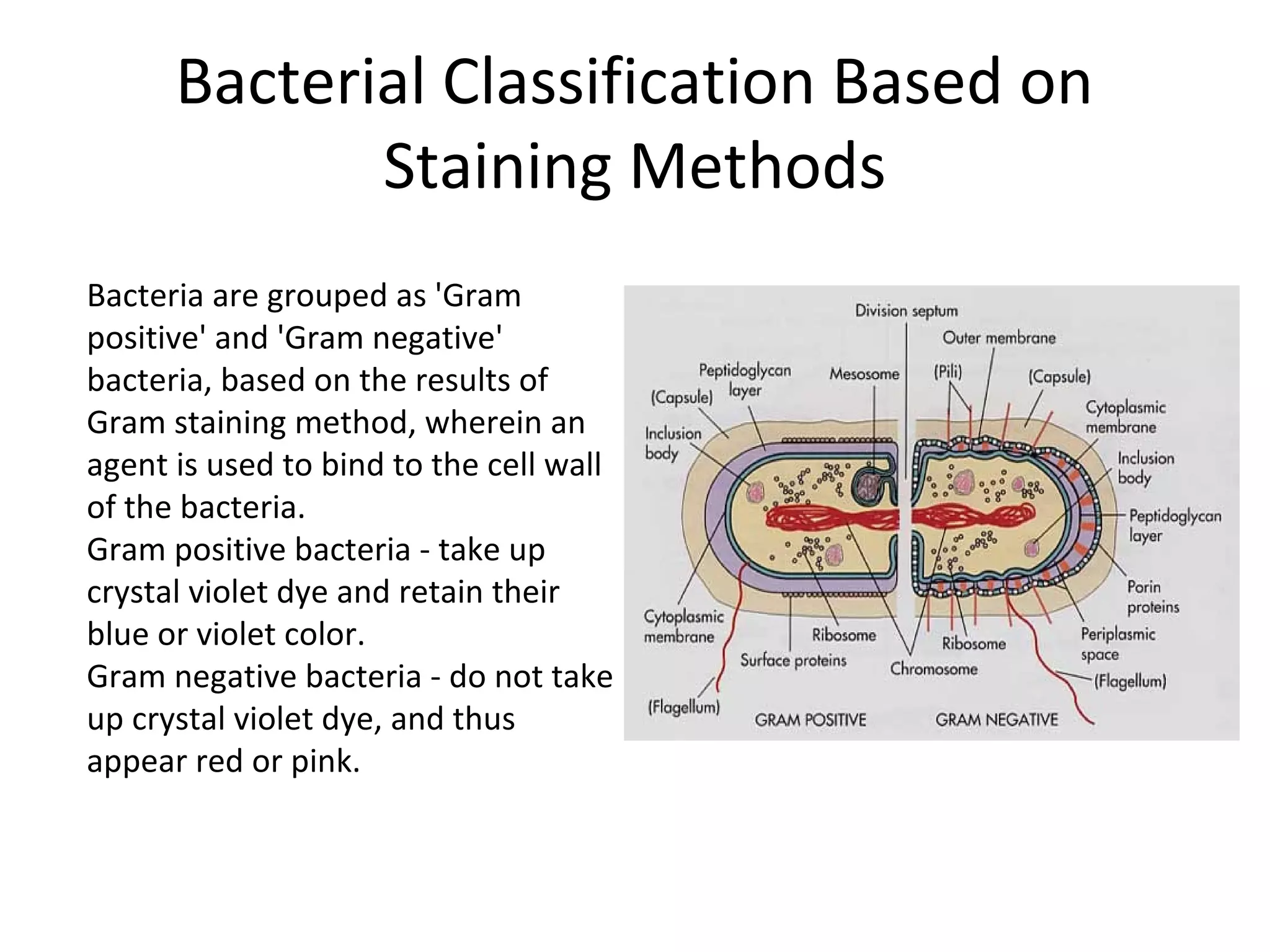 Bacteria | PPT