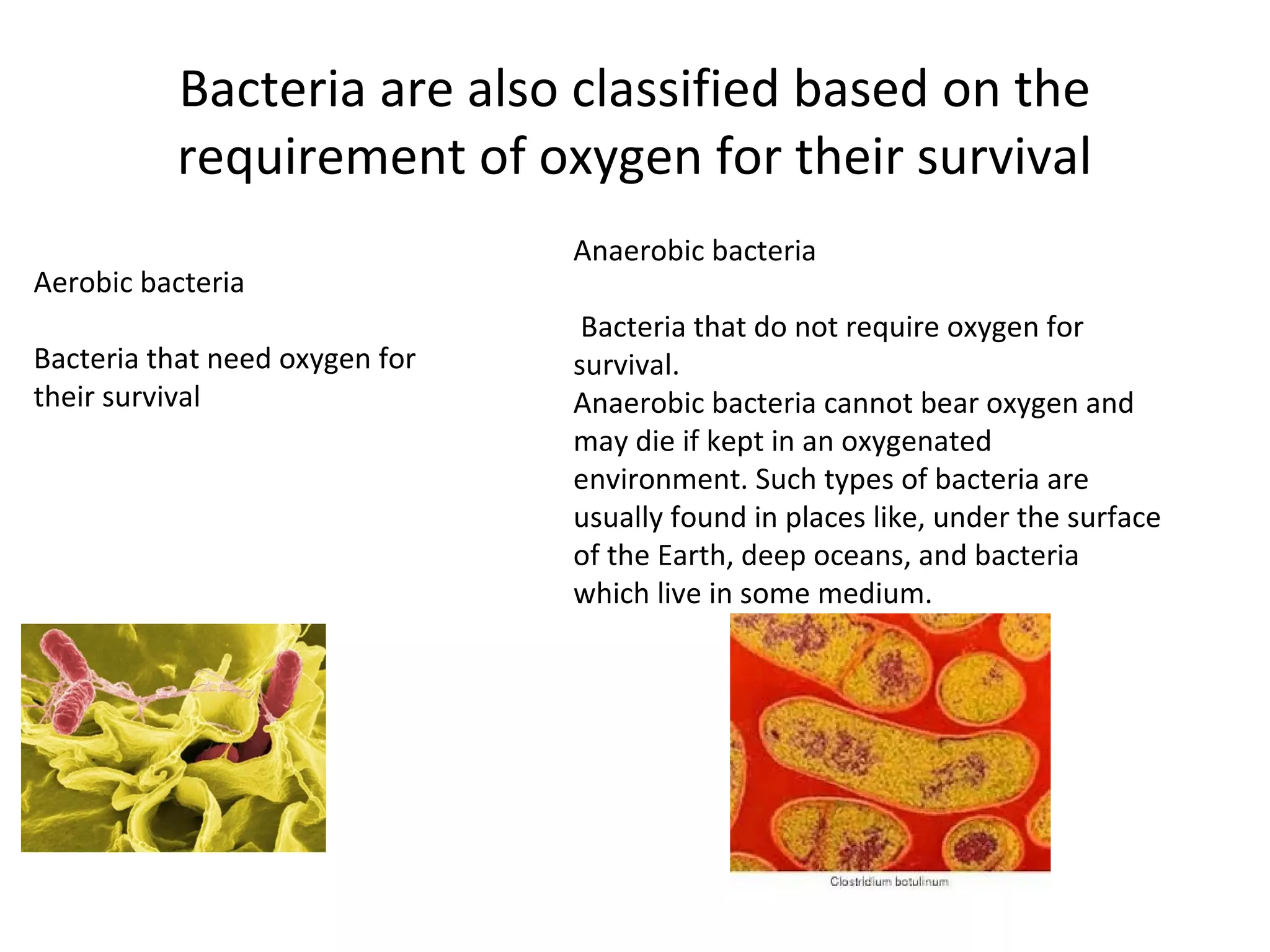 Bacteria | PPT