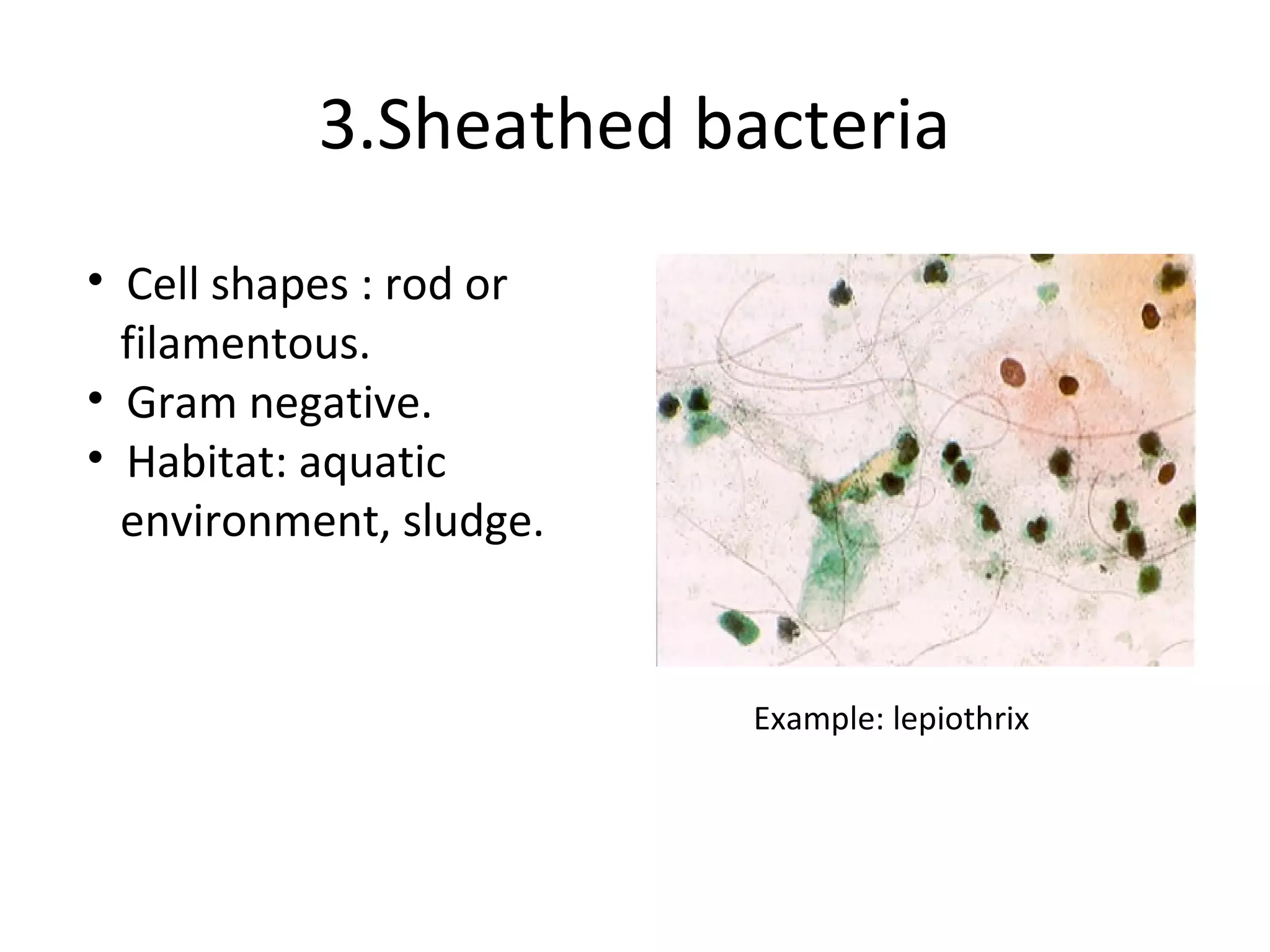 Bacteria | PPT