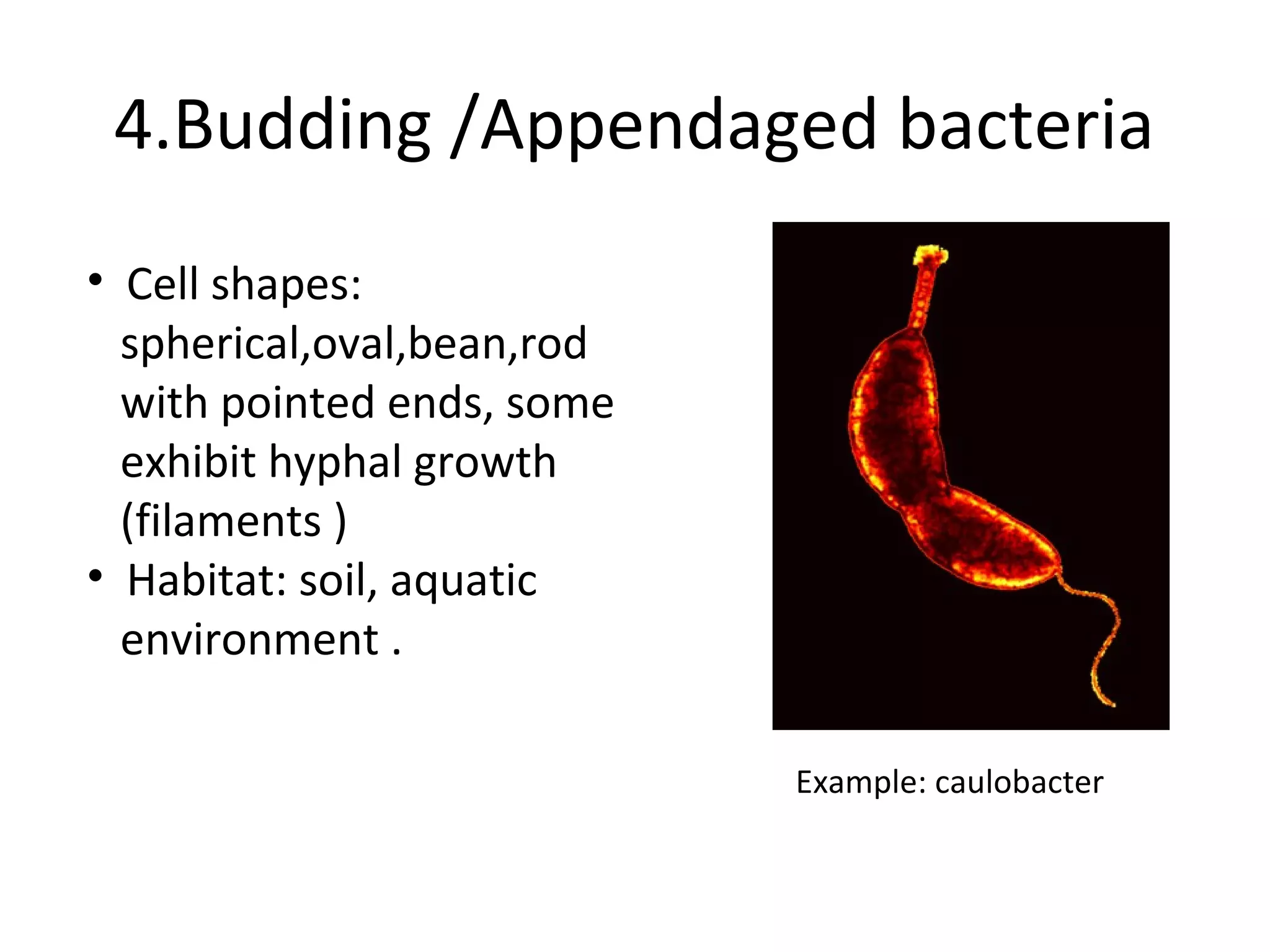 Bacteria | PPT