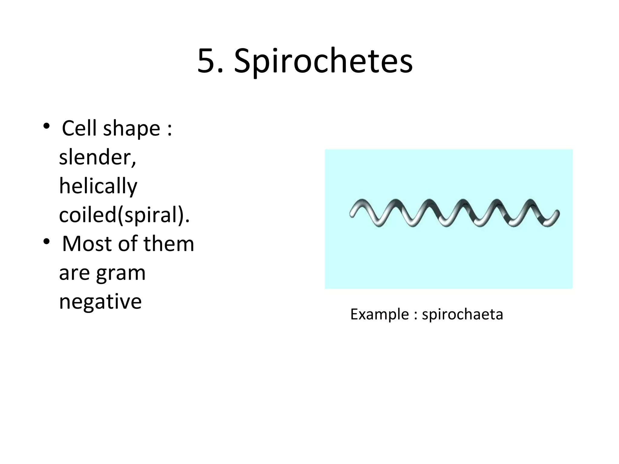 Bacteria | PPT