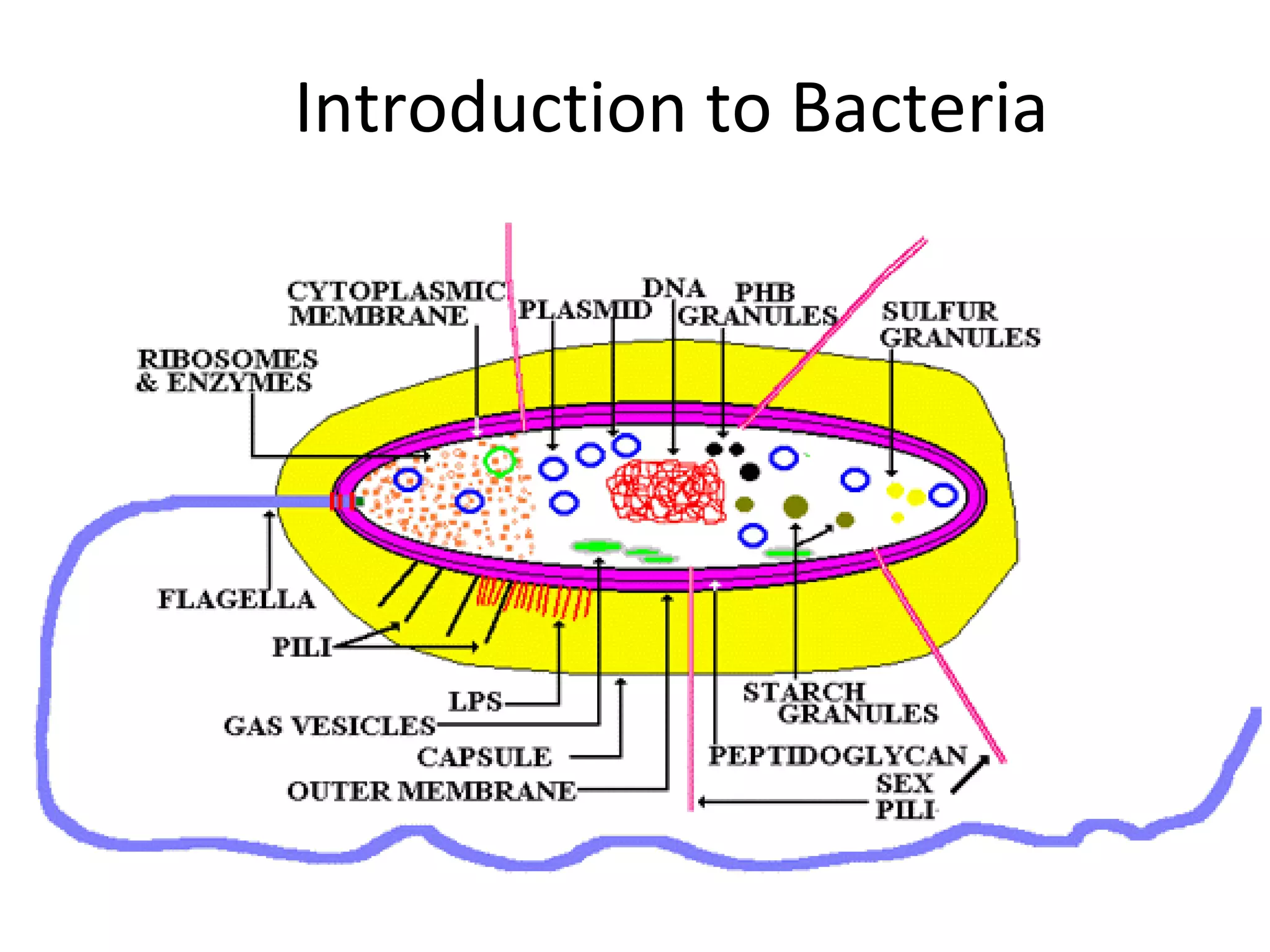 Bacteria | PPT