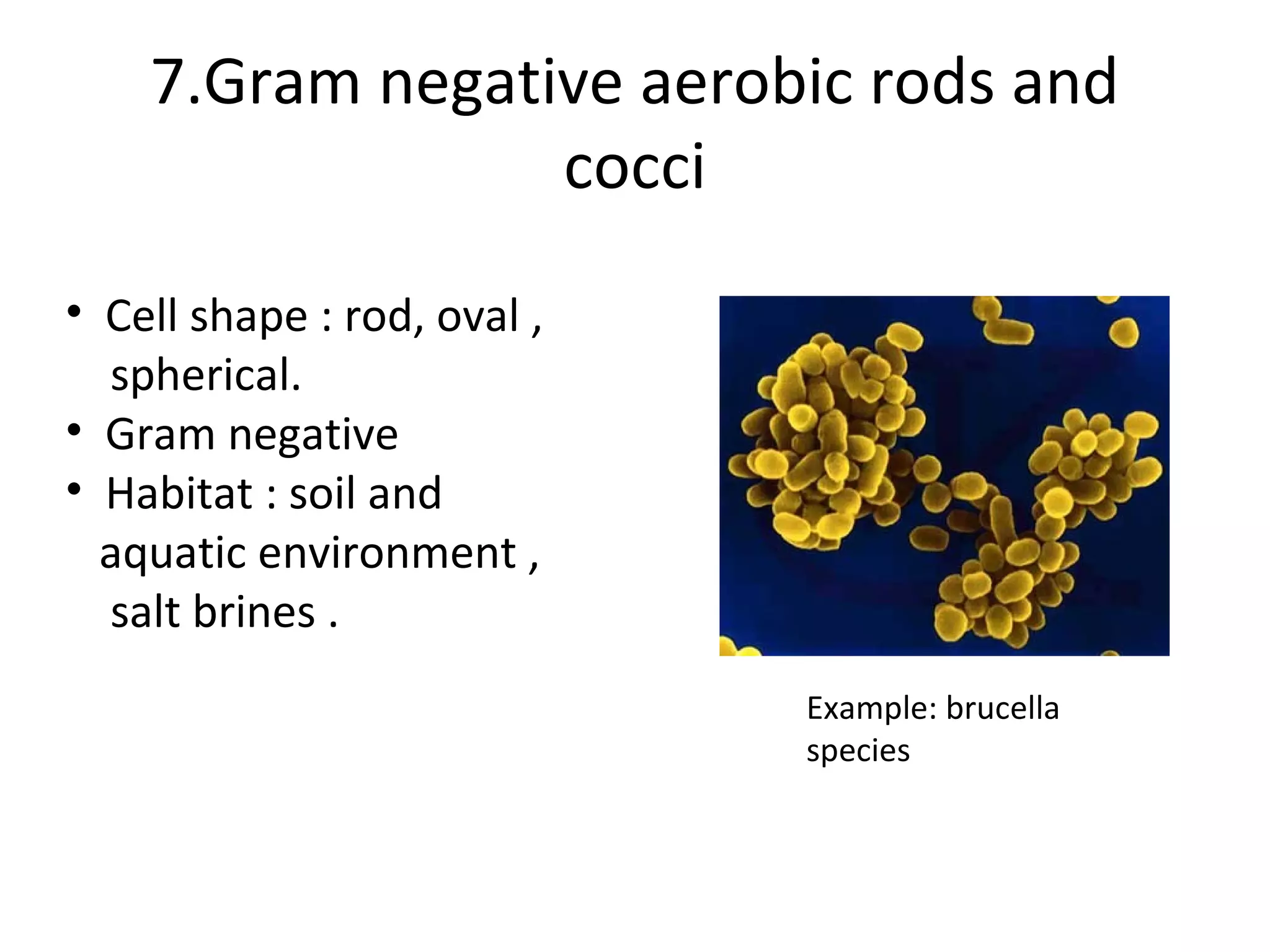 Bacteria | PPT