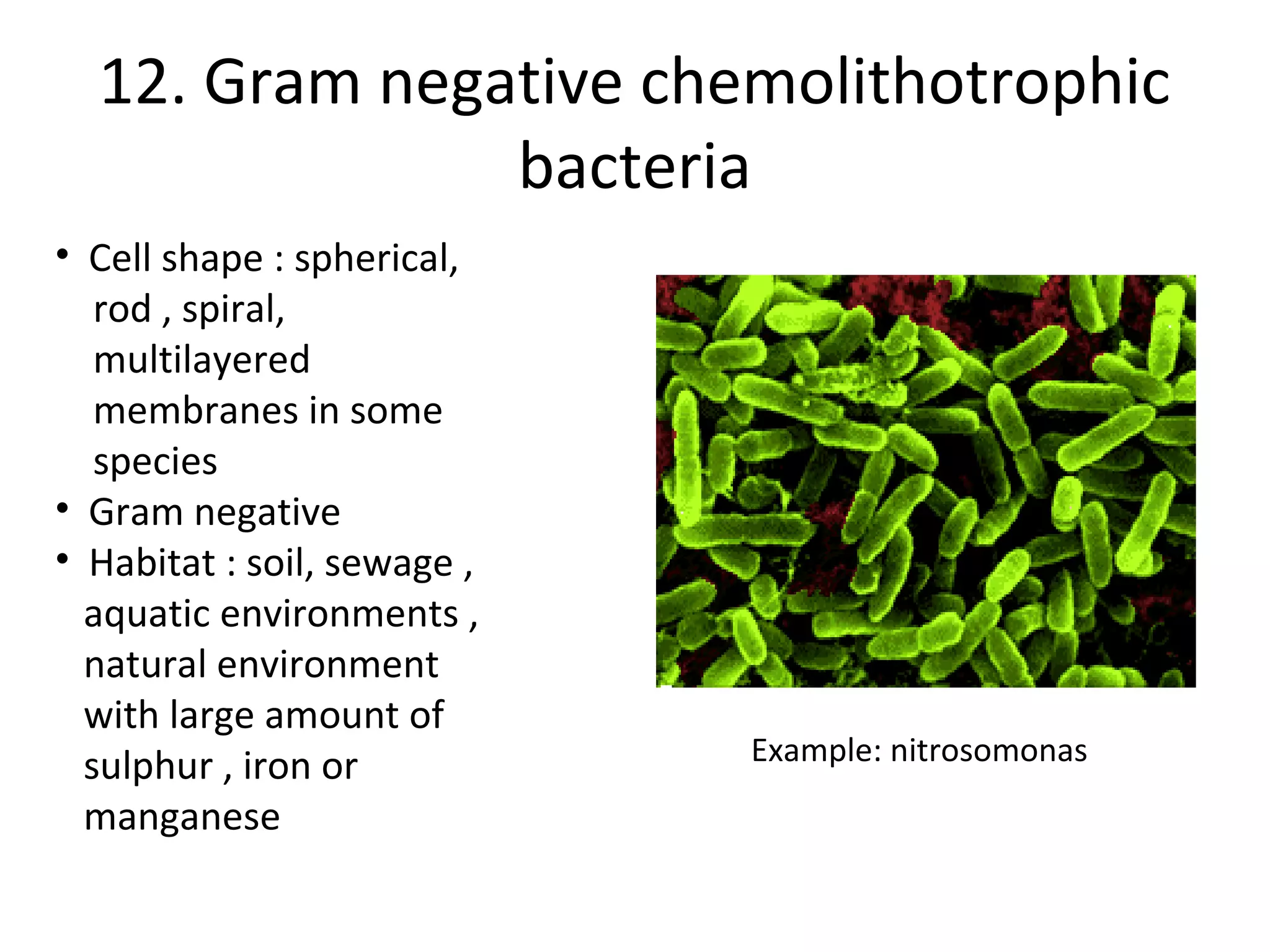 Bacteria | PPT