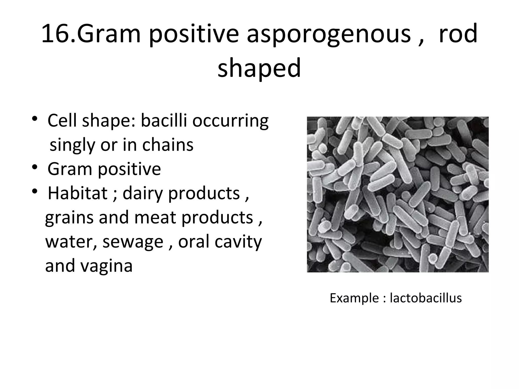 Bacteria | PPT