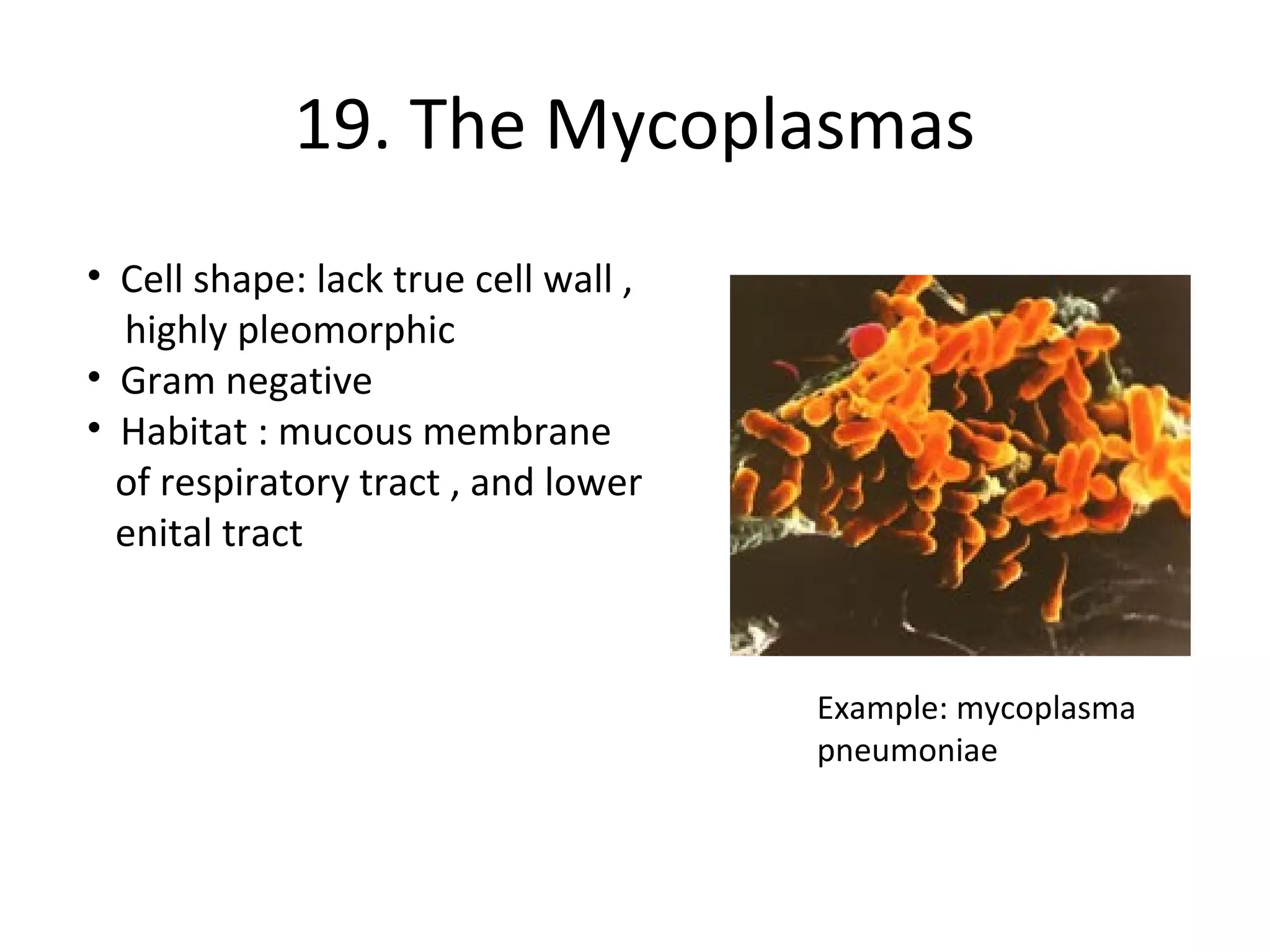 Bacteria | PPT