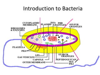 Bacteria | PPT