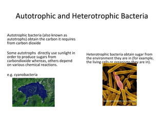 Autotrophic Bacteria