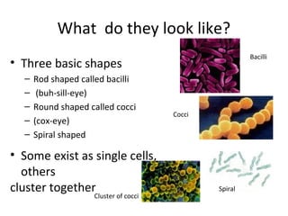 Rod Shaped Bacteria Slide