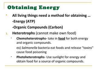 Bacteria | PPT