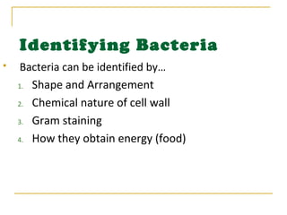 Bacteria | PPT