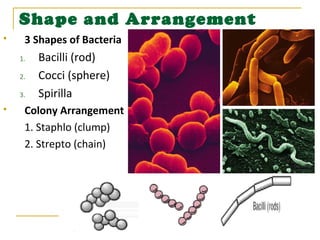 Bacteria | PPT