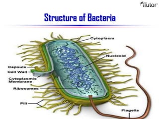Bacteria | PPTX