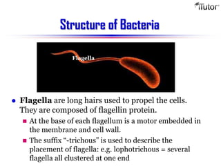 Bacteria | PPT