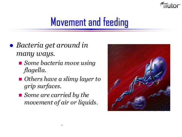 Bacteria