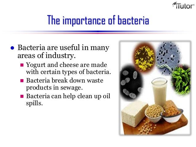 Useful Microorganisms In Food
