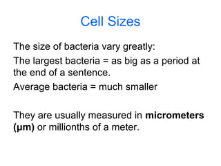 Bacteria | PPT
