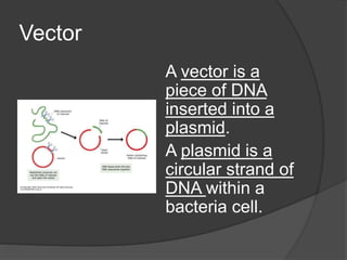 Chapter 19.1 Bacteria | PPTX