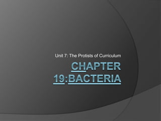 Unit 7: The Protists of Curriculum Quick Quiz and Bacterial Morphology ...