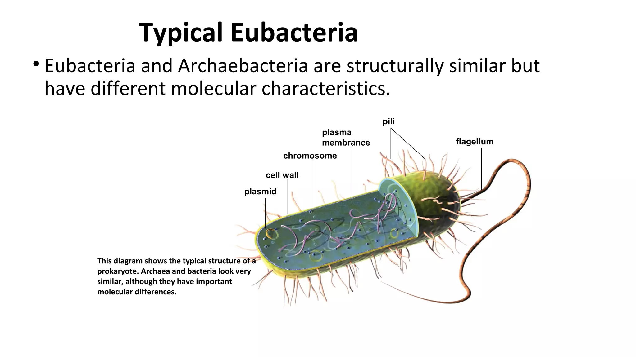Bacteria | PPT