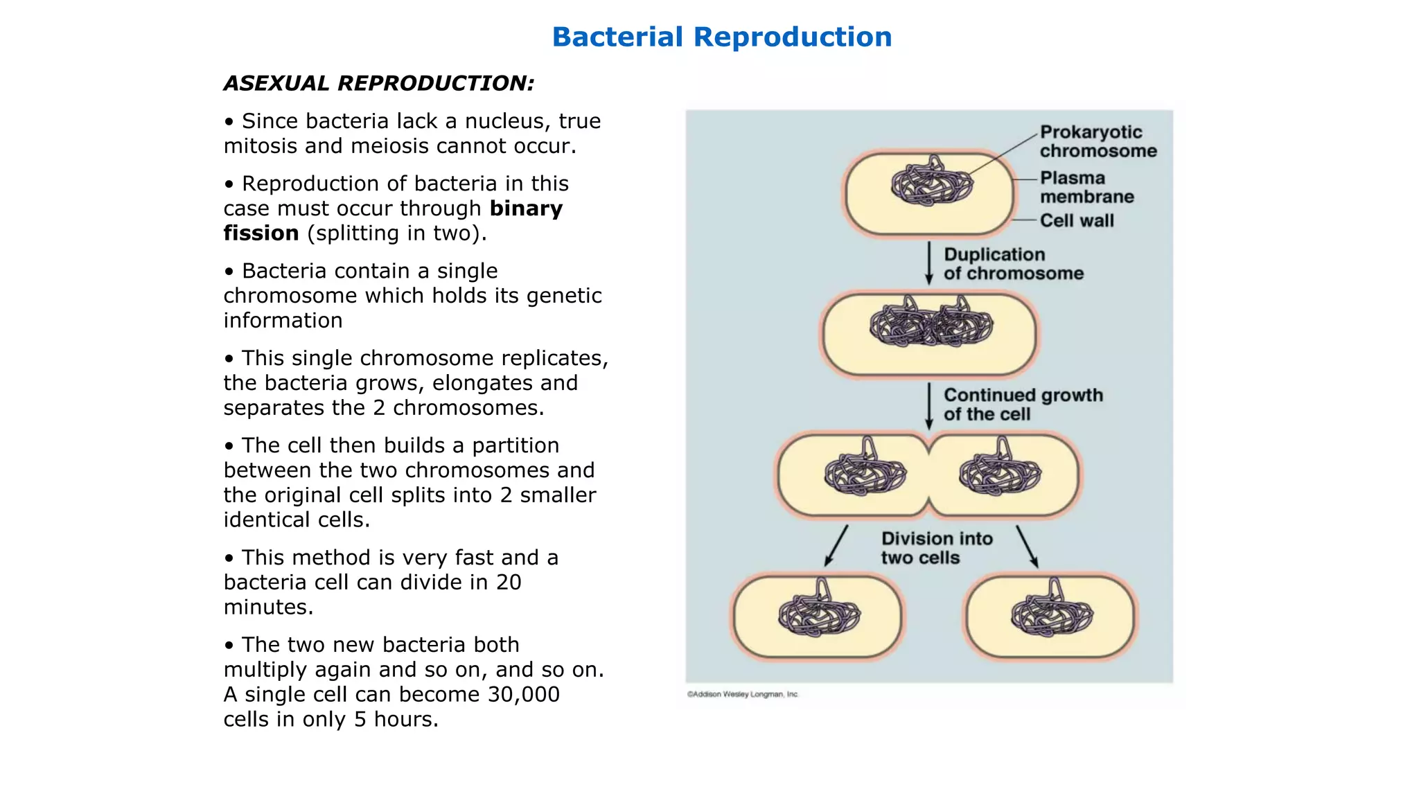 Bacteria | PPT