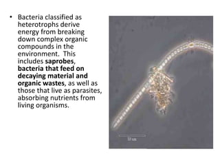 Bacteria | PPTX