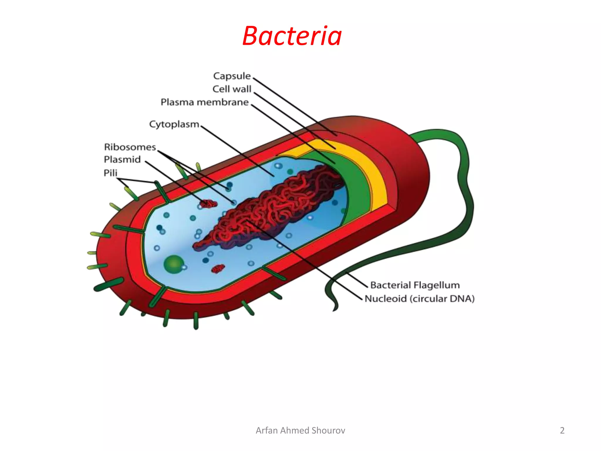 Bacteria basics | PPTX | Chemistry | Science