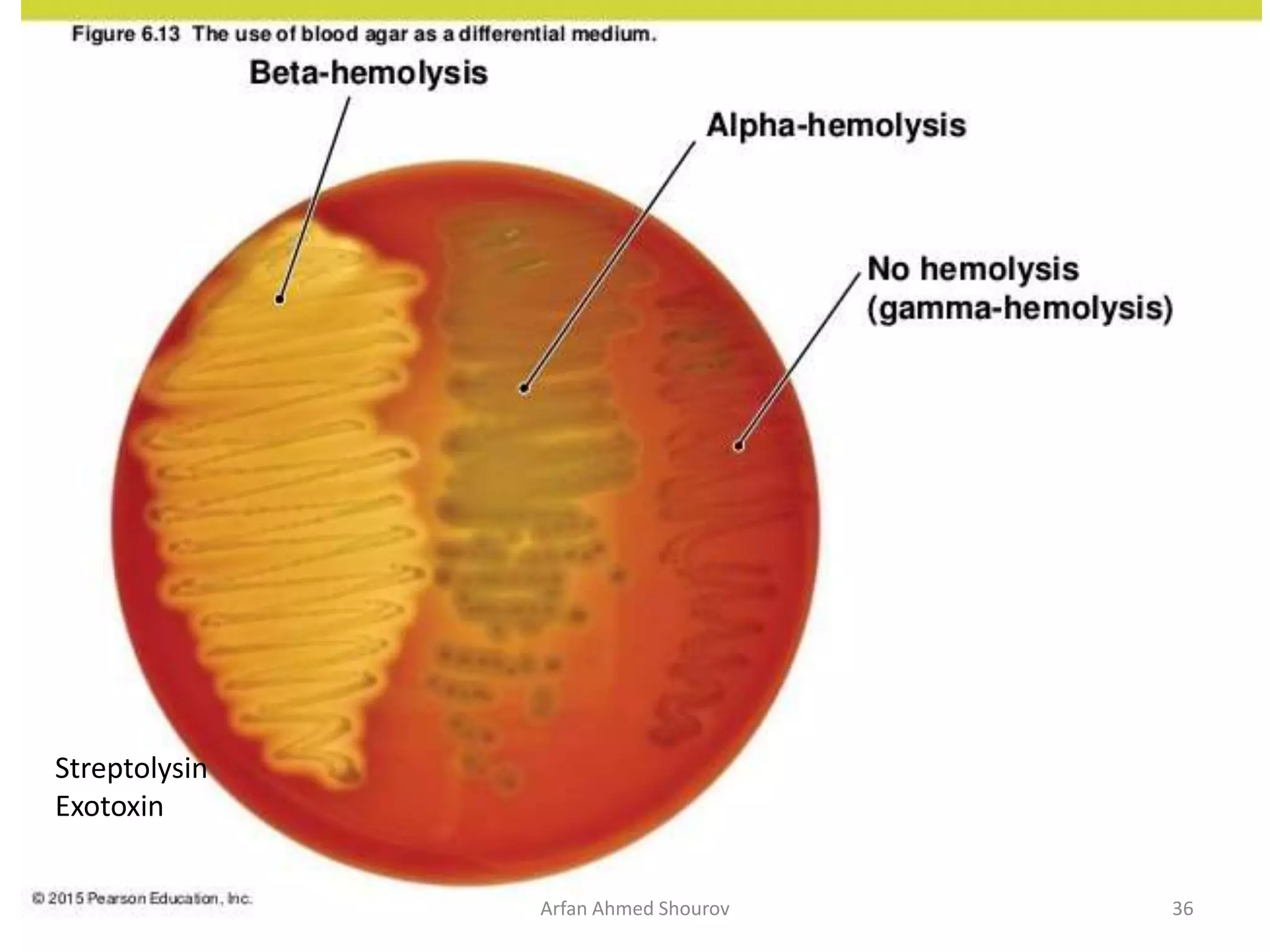 Bacteria basics | PPT