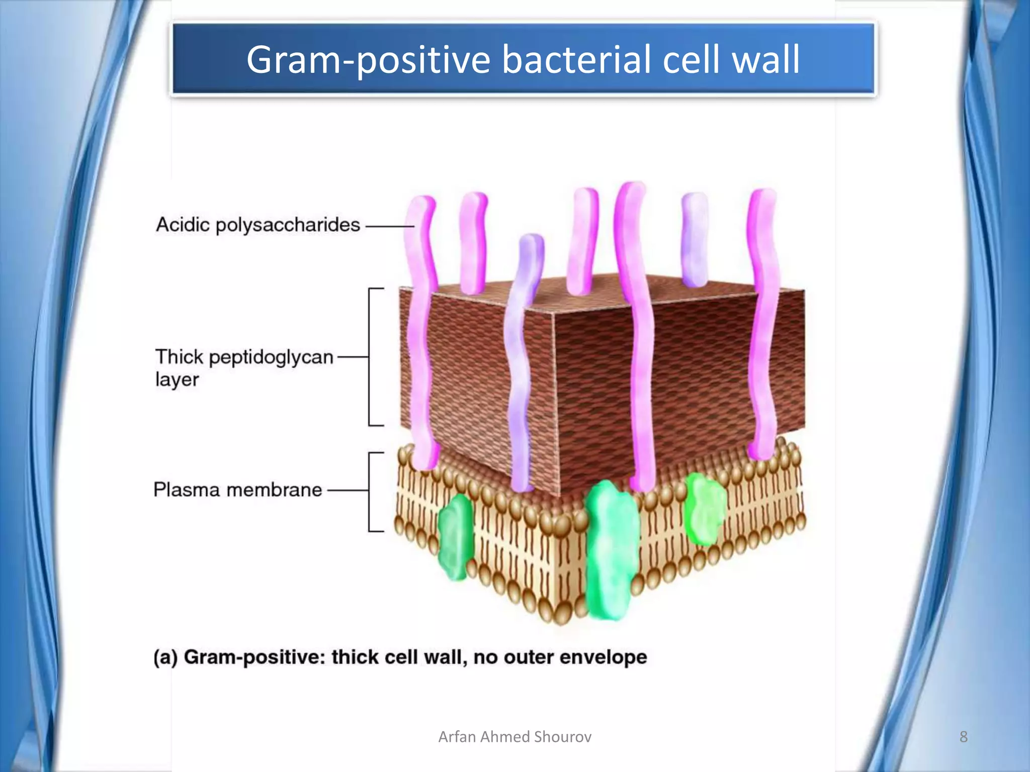 Bacteria basics | PPTX | Chemistry | Science