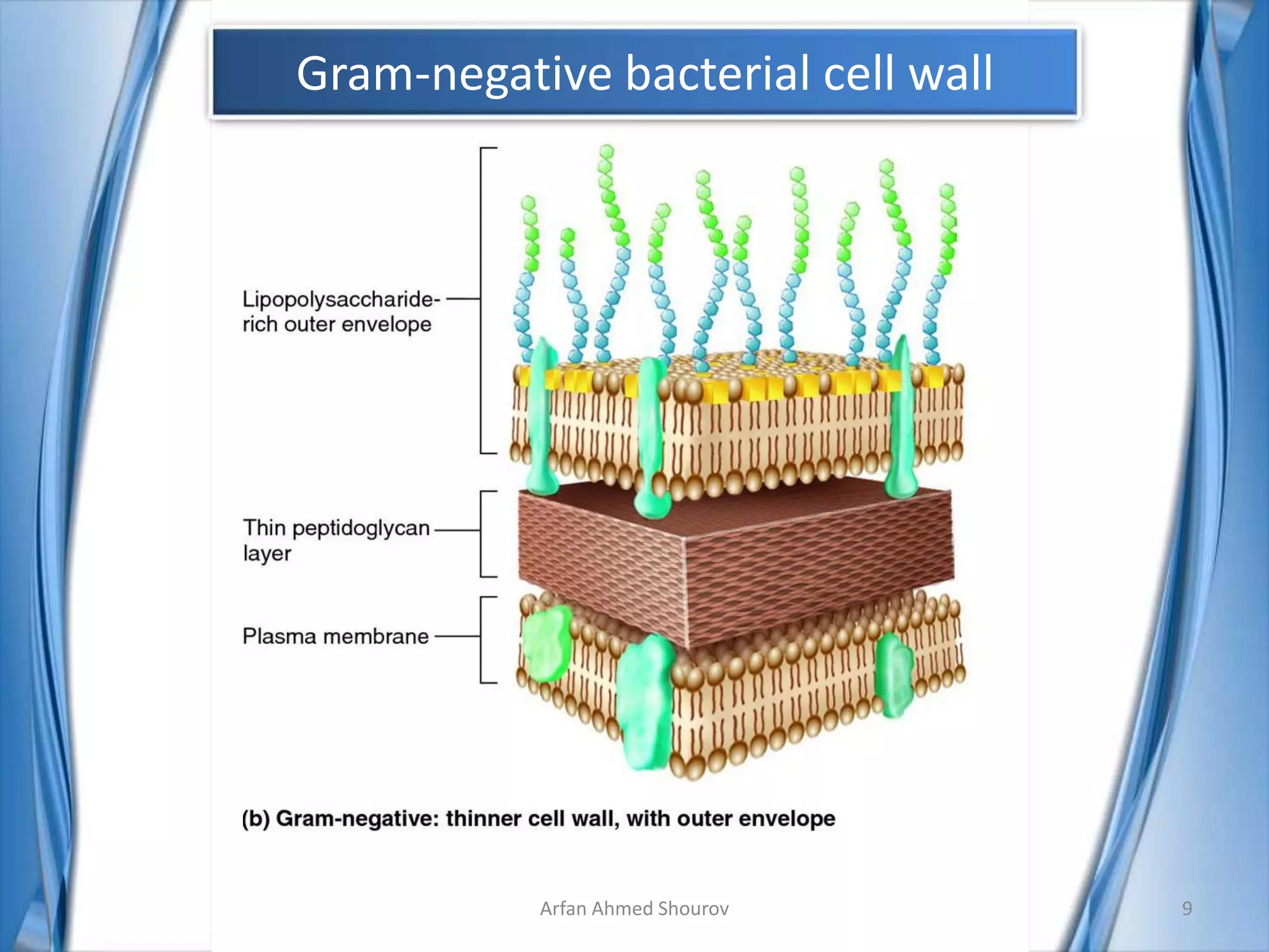 Bacteria basics | PPTX | Chemistry | Science