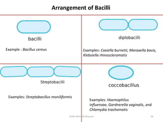Bacteria basics | PPTX