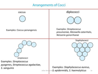 Diplococci Diagram