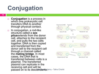 Bacteria | PPT