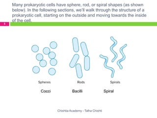 Bacteria | PPT
