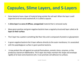 Bacteria | PPT