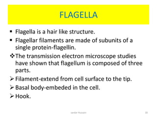 Bacteria | PPT